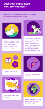 A Typical Vaccination Schedule for Your Puppy’s First Year