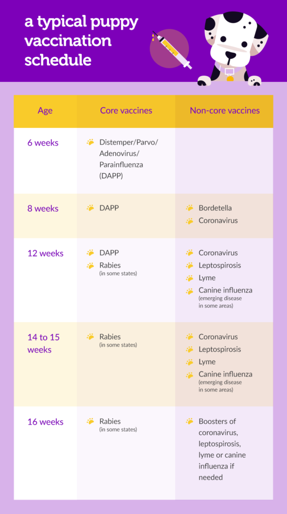 A Typical Vaccination Schedule for Your Puppy’s First Year