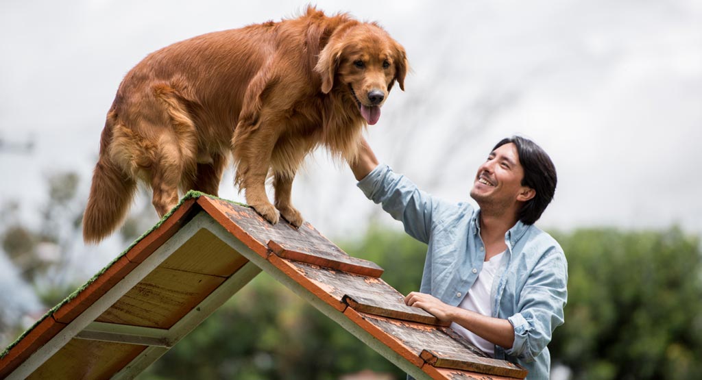 Bell Training Puppy Techniques: Dos and Don’ts