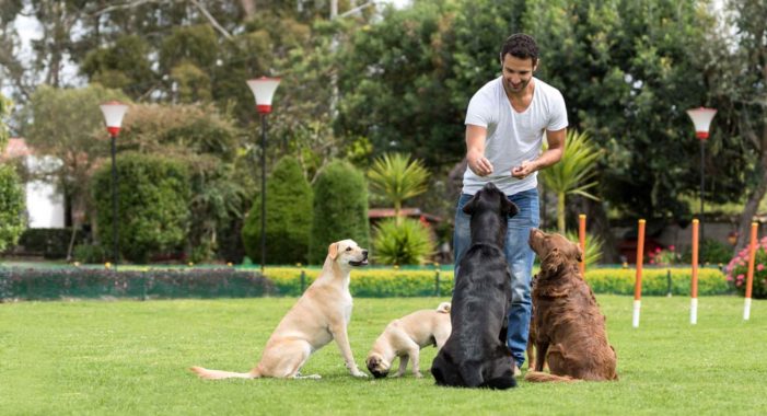 How to Discipline a Dog with Positivity, Not Punishment