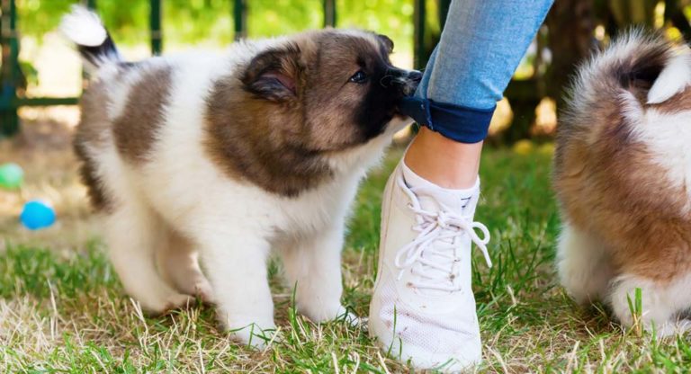 Puppy Won’t Stop Biting? Here Are 6 Tips to Help