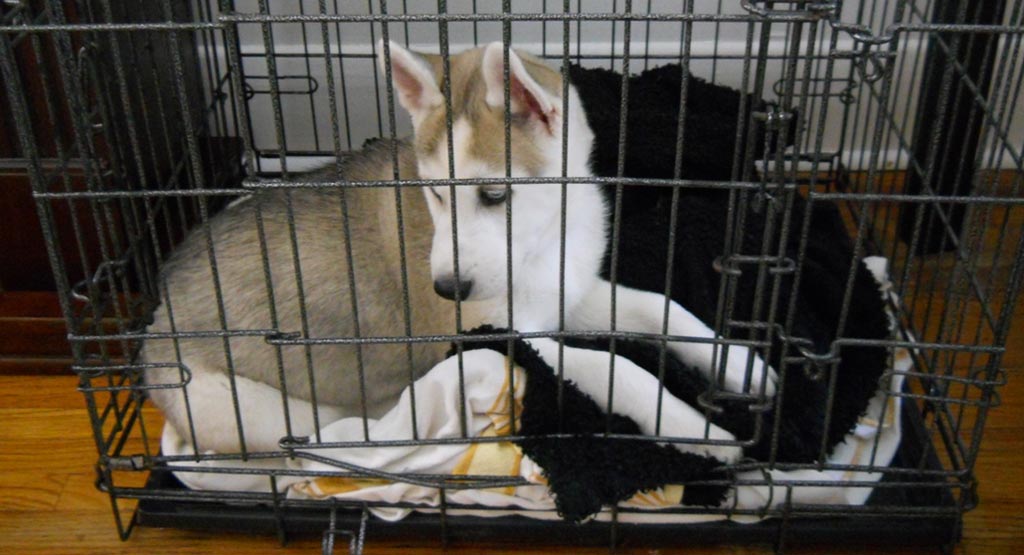 5 Steps to Create Your Puppy Training Schedule