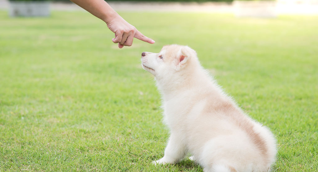 When to Start Teaching Puppy Commands (and the First 5 to Teach!)