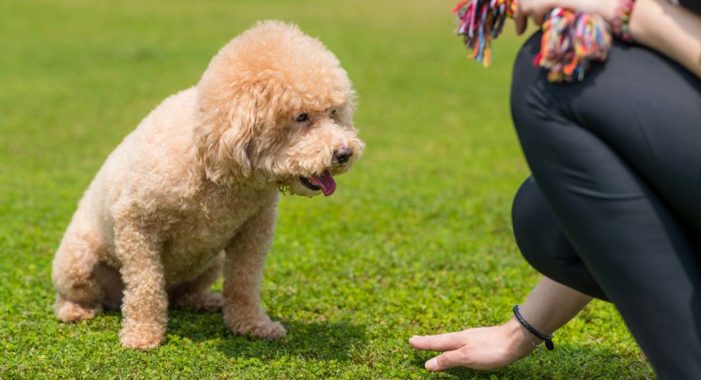 Puppy Obedience Training – 5 Essential Commands You Can Teach Your Dog
