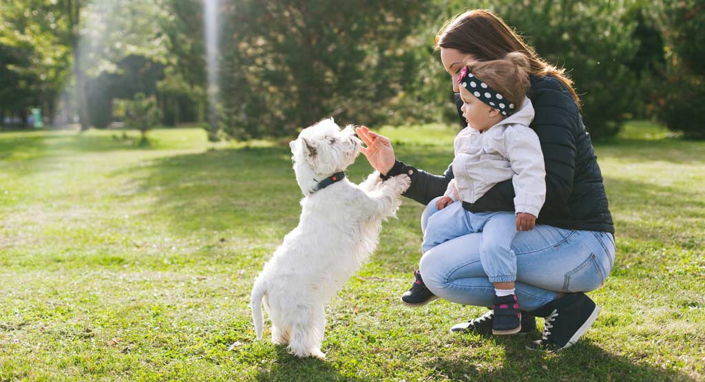 Puppy Training Tips: 5 Dog Experts Share Their Secrets