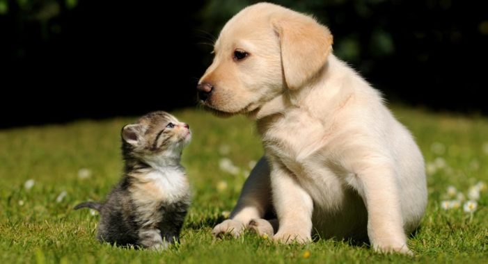 How to Socialize a Puppy–Stop the Fear Before it Starts