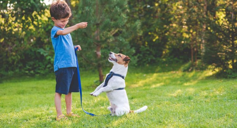 When to Start Teaching Puppy Commands (and the First 5 to Teach!)
