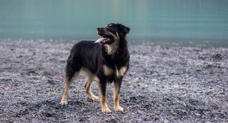 When Do Dogs Stop Growing? A Puppy Growth Guide