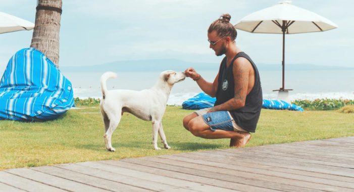 What Should You Do First Before Giving a Dog a Treat?