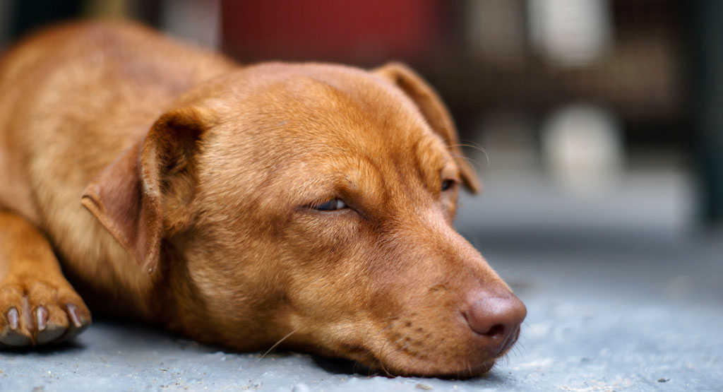 5 Signs of an Overheated Dog – Plus Quick Fixes