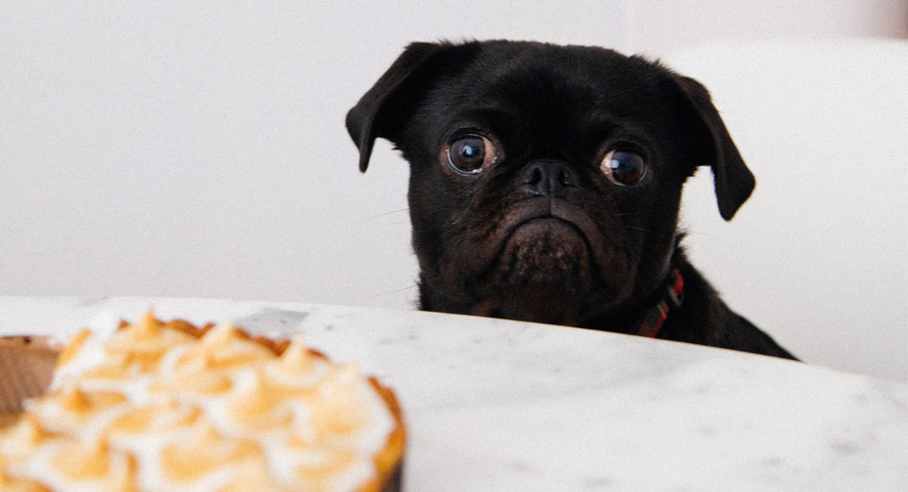 When Do Dogs Stop Growing? A Puppy Growth Guide